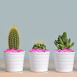 Kaiyuan Dynasty Glow in The Dark Rocks 100Pcs Pink Glow Stones, Glowing Rocks for Fish Tank