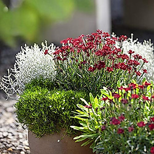 Outsidepride 5000 Seeds Perennial Irish Moss Low Growing, Mat Forming, Ground Cover Seeds for Planting