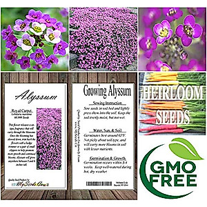 BIG PACK - (60,000+) Alyssum Royal Carpet Seeds - Fragrant Lobularia maritima - Attracts Honey Bees, Butterfly - Ground Cover for Zones 3+ Flower Seeds By MySeeds.Co (Big Pack - Alyssum Royal Carpet)
