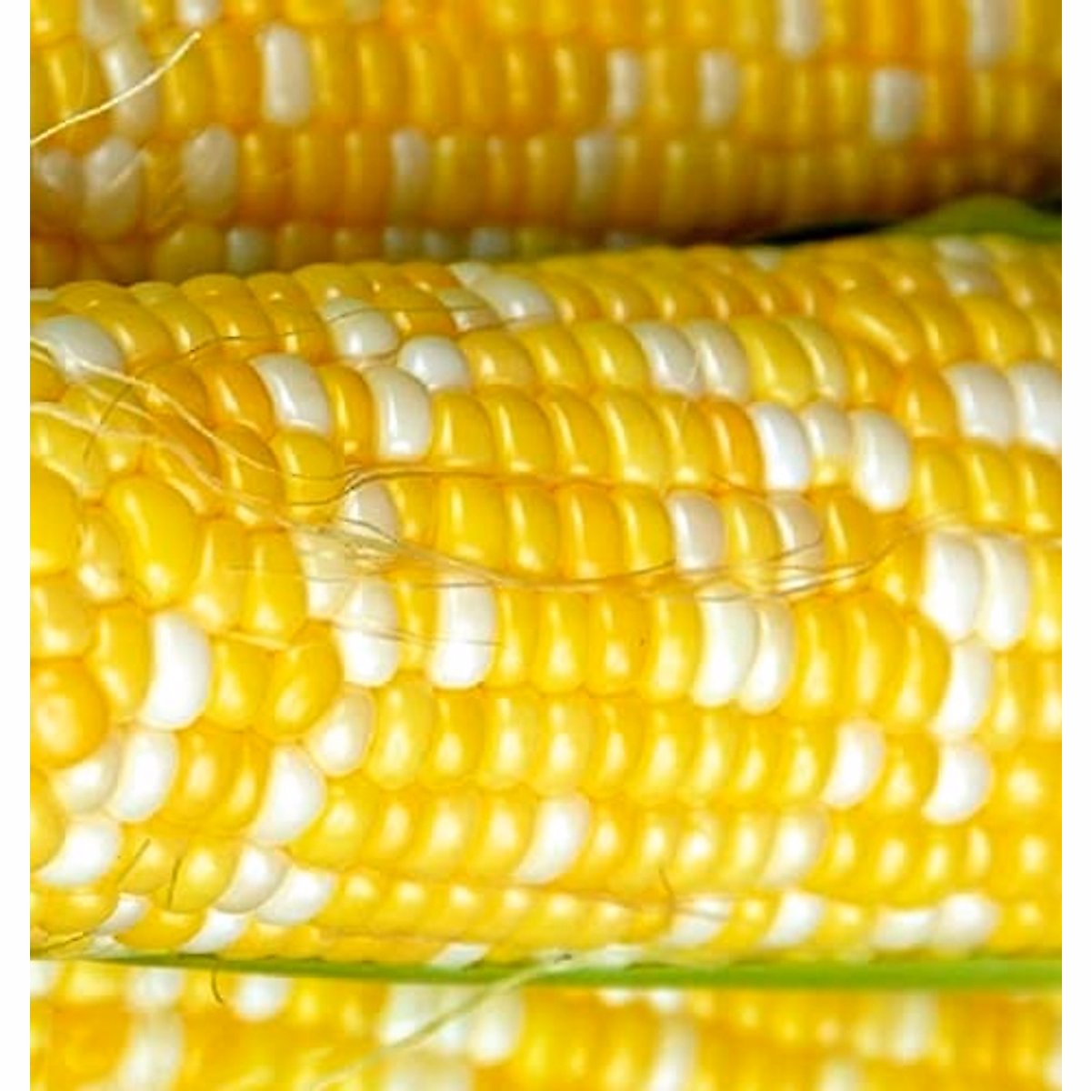 25 Peaches & Cream Corn Seeds | Hybrid | Instant Latch Garden Seeds