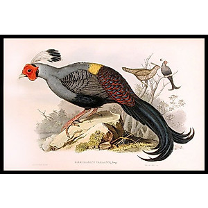 [Siamese Fireback (Lophura diardi)] Diardigallus praelatus