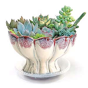 Summer Impressions 6 Inch Glazed Terracotta Succulent Planter with Drainage Hole Clear Plant Saucer Cactus Planter Pot Bonsai Pot Clay Pot Flower Pot (Lotus Red with Saucer)