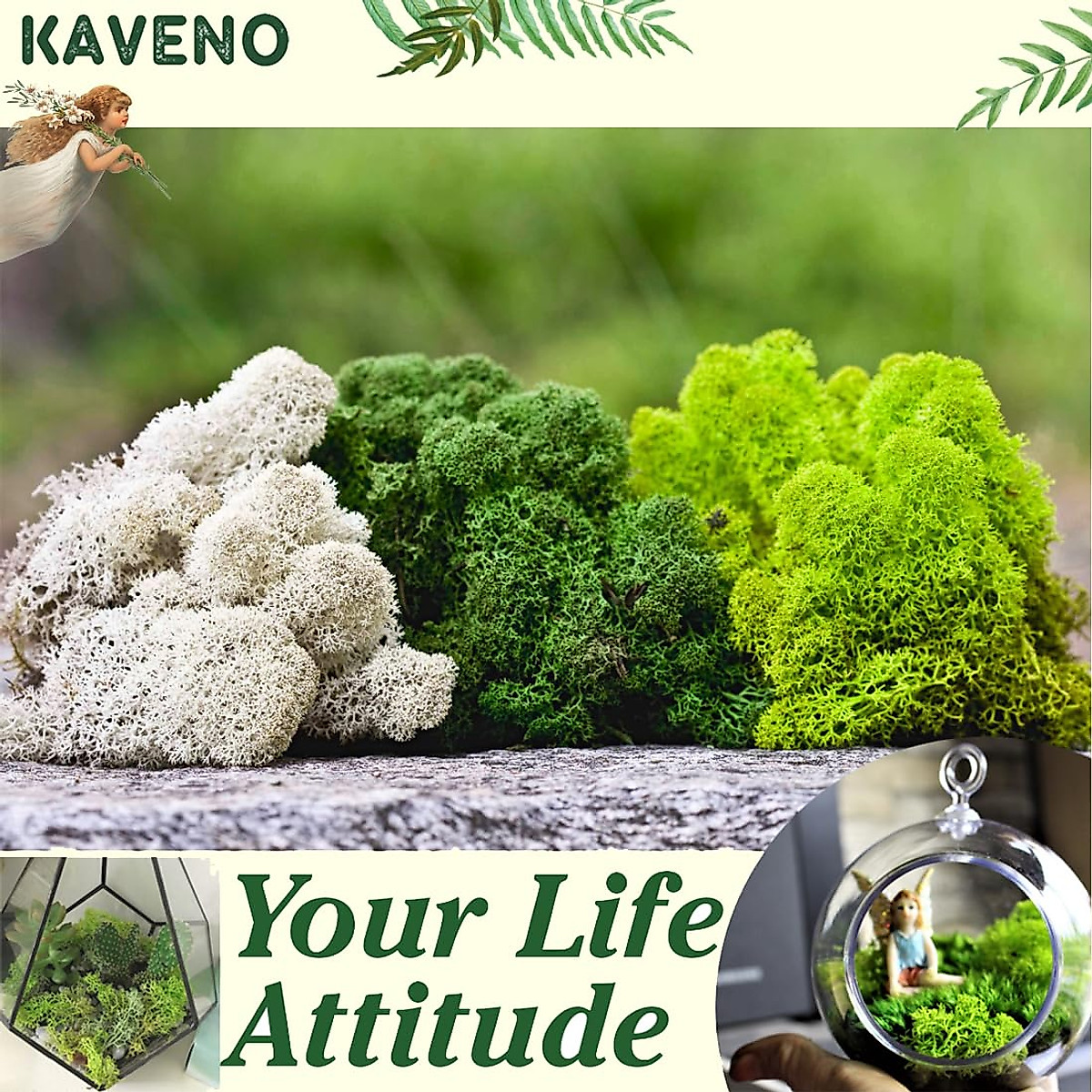 Moss Preserved, Green Moss for Fairy Gardens, Terrariums, Any Craft or Floral Project or Wedding Other Arts (Green, 3OZ)