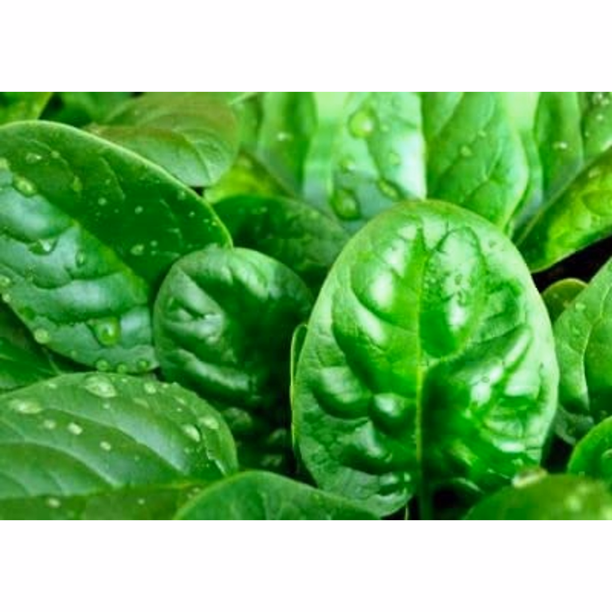 Giant Spinach Herb Garden Seeds for Planting About 100 Seeds