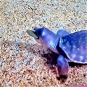 Aquatic Foods Sinking Wafers of Algae, Spirulina & Vegetables, Bottom Fish, Catfish, Shrimp, Snails, Crayfish, All Herbivorous and Omnivorous Tropical Fish - Zeigler Style AFI 1/4-lb