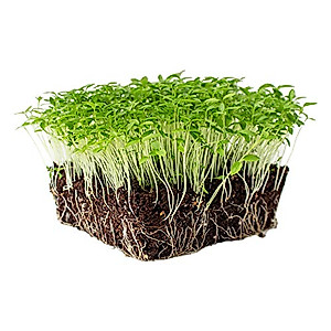Parsley Herb Garden Seeds - Dark Green Italian Flat-Leaf - 1 Oz - Non-GMO, Heirloom Herbal Gardening & Microgreens Seed