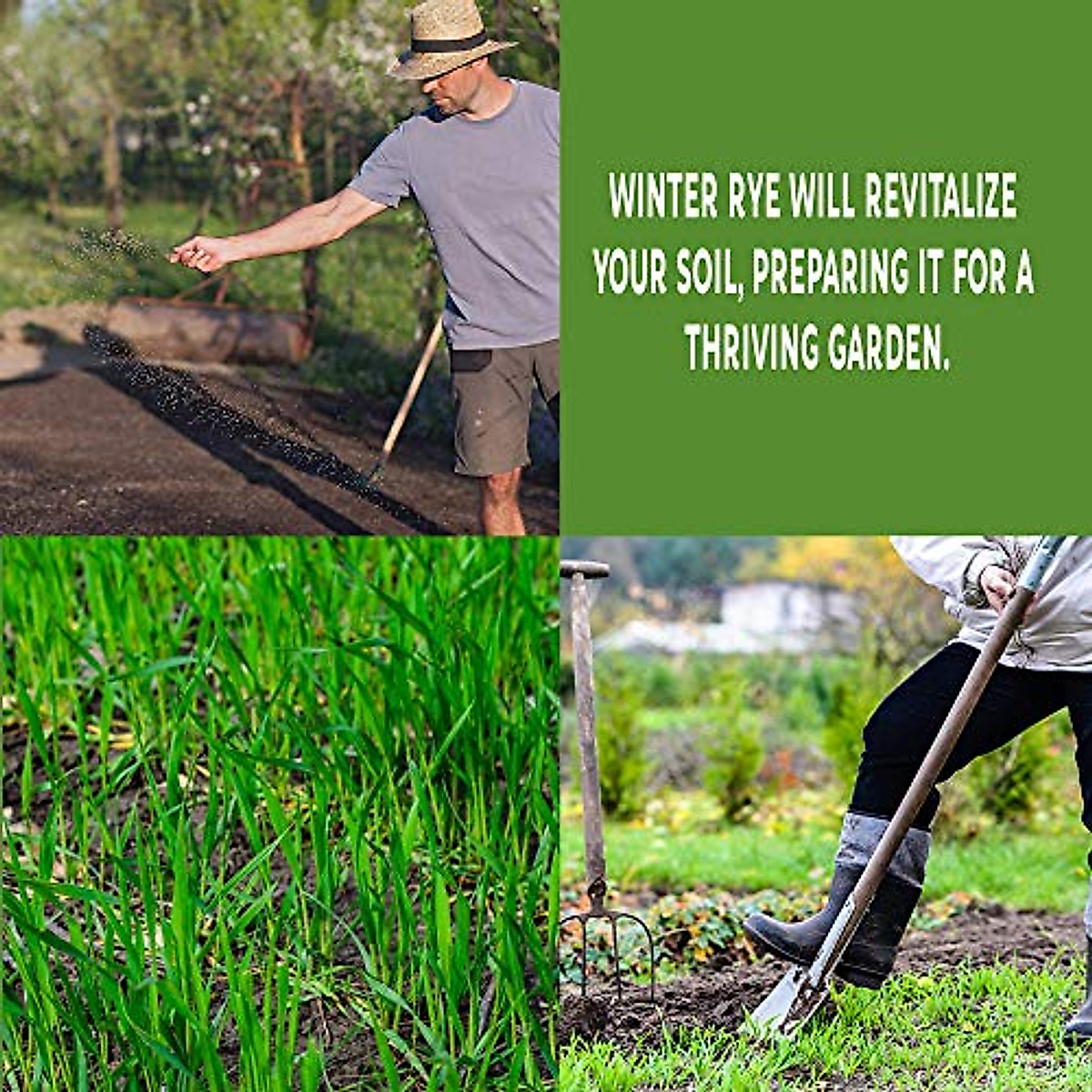 No-Till Winter Rye Seeds - 5 Lbs - Non-GMO Rye Grain Cover Crop Seeds by Mountain Valley Seed Company