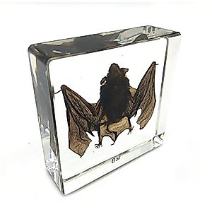 Amazingbug Real Bat Specimens Science Classroom Specimen for Science Education