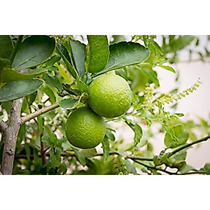 Dwarf Lime Bonsai Tree Seeds for Planting - 20+ Seeds - Ships from Iowa, USA