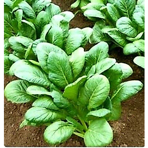 3,000 Komatsuna Tendergreen Spinach Mustard Seeds for Planting Heirloom Non GMO 6+ Grams Garden Vegetable Bulk Survival Hominy