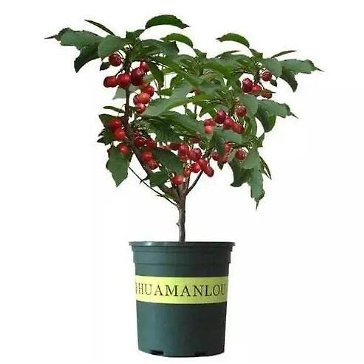 Black Cherry Fruit Tree Live Plant Seeding, 15-17inch Height -Prunus serotina, Great for Home and Garden Yards Planting