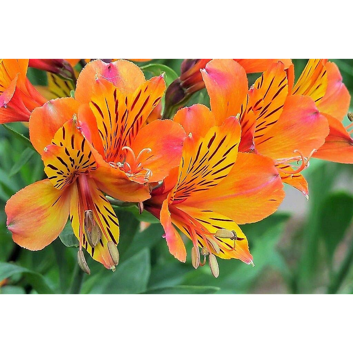 10+ Mix Canna Lily Seeds Peruvian Dr Salters Flower Flowers