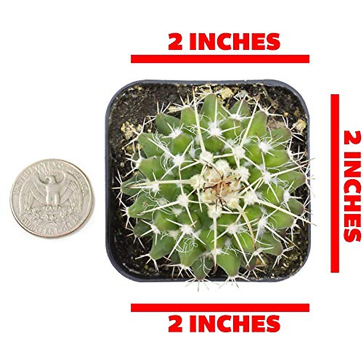 Cactus Plants (Mix of 3), Mammillaria Cactus Plants Live in Cactus Soil, Opuntia Cactus Live Plants, Cacti Plants Live, Cactus Décor Succulents, Cacti Décor Drought Tolerant Plants by Plants for Pets