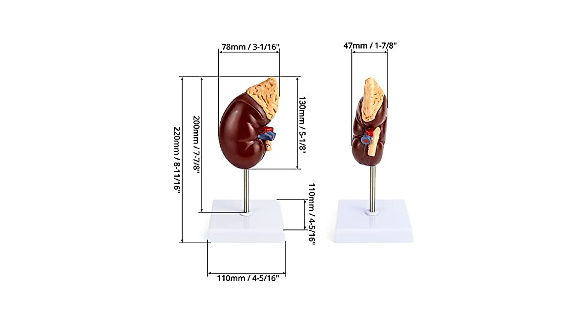 QWORK Life-Size Kidney Model | 2-Part Human Anatomy Tool