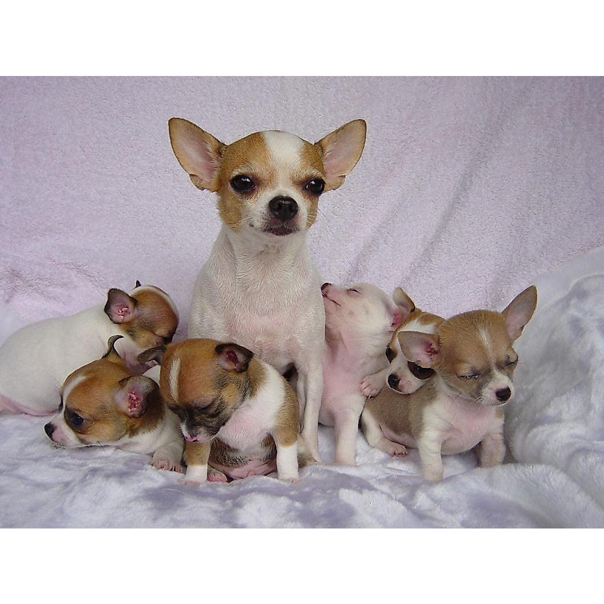 PROFERRIC 100 CC. Tonic Liquid Best Pet Booster Blood Support for Dogs Puppies Iron & Multi Vitamins Supplement Fast Increasing Animal Immunity Energy & Power, Folic B6 B12 Promotes Red Blood Cell