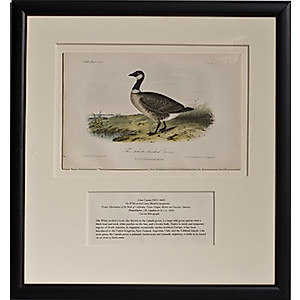 The white-necked Goose