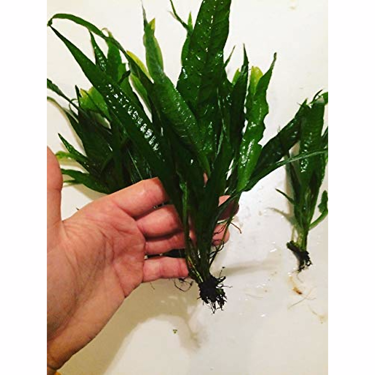Java Fern Bare Root | Microsorum Pteropus - Low Light Freshwater Aquarium Plant