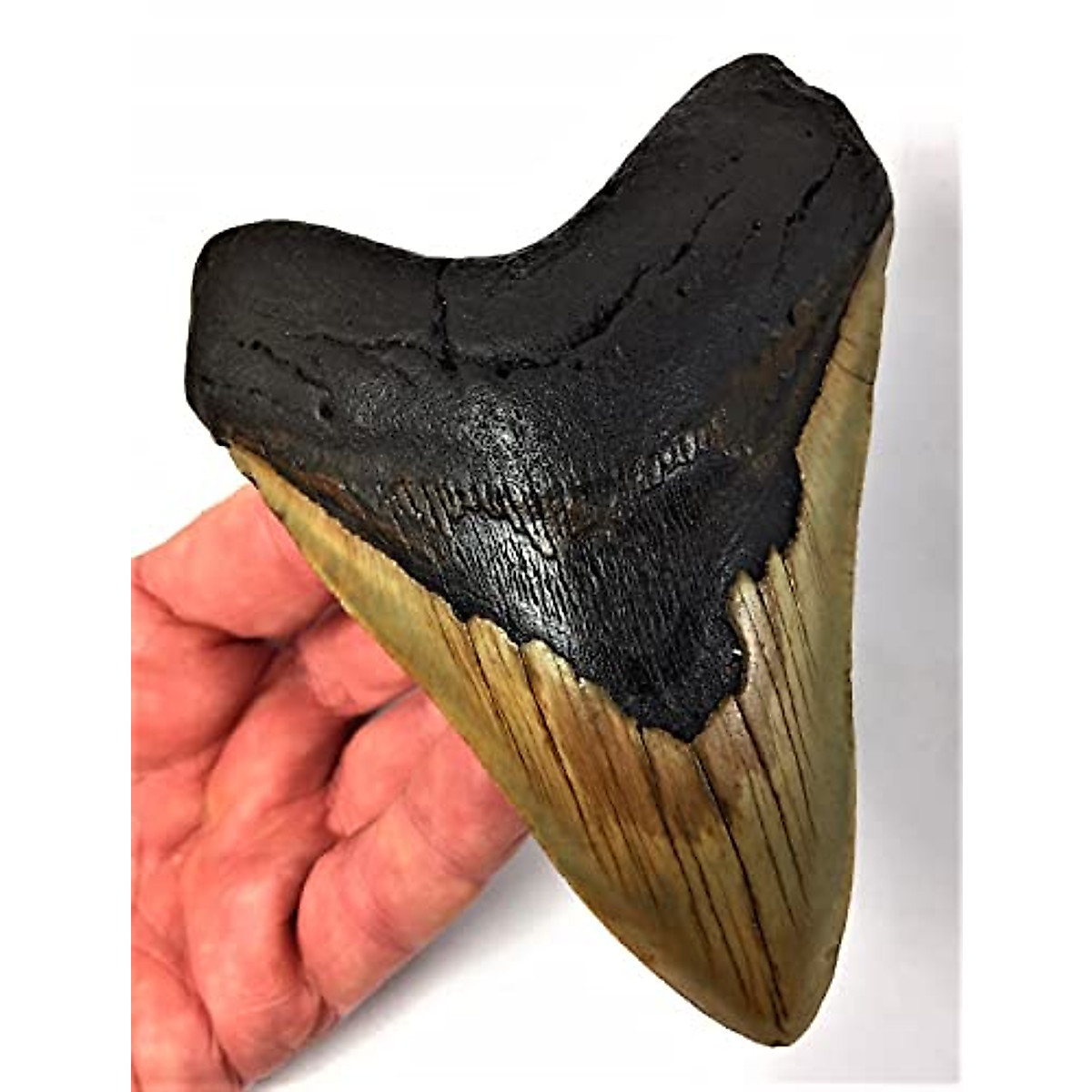 Exact Tooth as Shown in Image - Genuine One-of-a-Kind Prehistoric Fossilized Megalodon Shark Tooth with a Custom 3D-Printed Tooth Stand and a Glossy 8-1/2" x 11" Certificate of Authenticity (4.960")