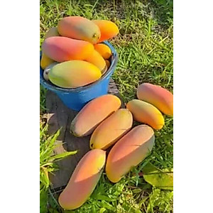 Mango Fruit Tree Seeds for Planting, Sweet Flavor