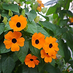Outsidepride Thunbergia Orange Black-Eyed Susan Climbing & Vining Plants - 100 Seeds