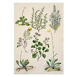 Ink Inc. Botanical Prints Floral Wildflowers Wall Art Prints - Set of 9-5x7- Matte - Unframed