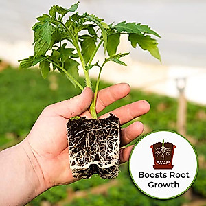 Perfect Plants Tomato Plant Fertilizer in 8oz. Bottle | Help Your Vegetable Garden Thrive | Rich in Essential nutrients