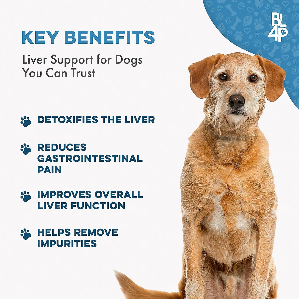 Hepatic Liver Support for Dogs - Dissolvable Homeopathic Liver and Digestive Canine Supplement for Liver Detox and Nutrient Absorption - 100% All Natural - Easy to Give, Free of Chemicals or Additives