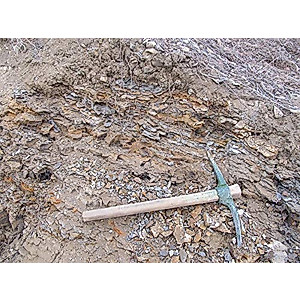 Sunnyhill Real Trilobite Fossil Come from Western Hunan of China 450 Million Years ago