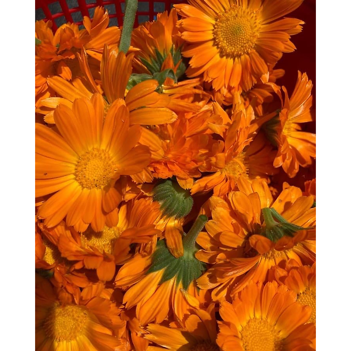 All Purpose Skin Salve by Everfield, For Dry Skin and Hand Relief, Soothing Calendula Herbal Balm (2 oz)