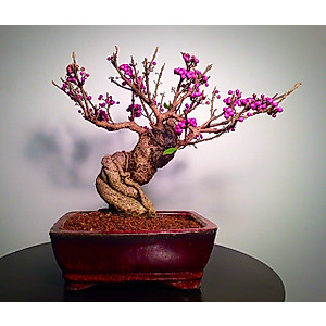 Bonsai Beauty Berry - Callicarpa Americana - 20 Seeds - Non-GMO Seeds, Shipped from Iowa. Made in USA. Fruit Bearing Bonasi