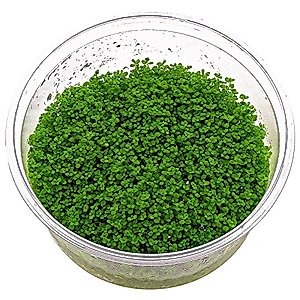 Aquarium Plants Factory Dwarf Baby Tears Tissue Culture Live Aquarium Plants