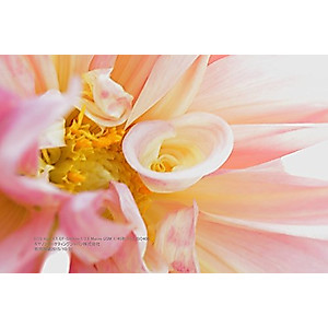 Canon DSLR Camera EOS Kiss X7i with EF-S18-55mm IS STM and EF-S55-250mm IS STM - International Version (No Warranty)