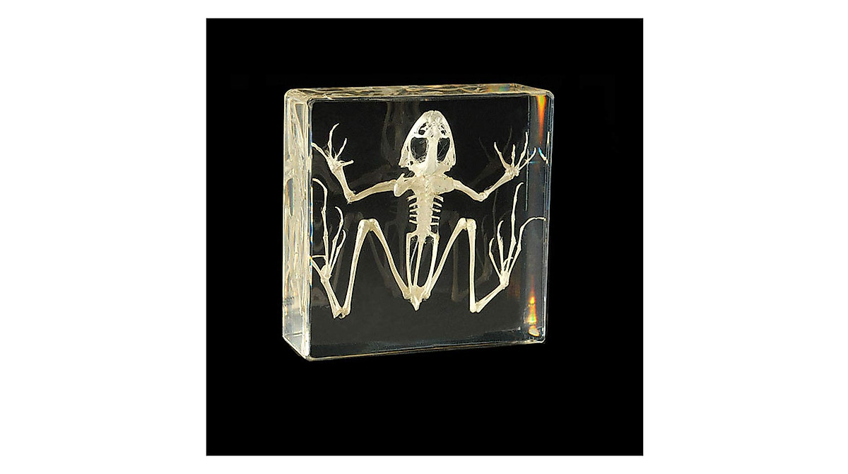 FHUILI Frog Skeleton Model - Natural Bone Specimen for Education