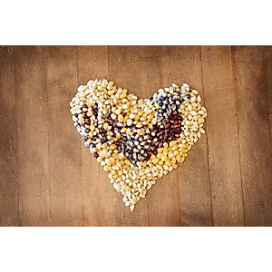 Amish Country Popcorn | 3-1 lb Bags | Purple, Red and Blue Popcorn Kernels | Old Fashioned, Non-GMO and Gluten Free (3-1 lb Bags)