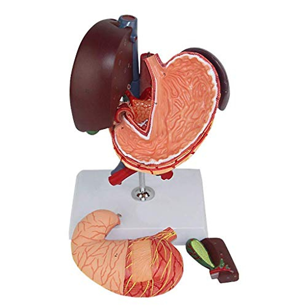 Educational Model, Assembly Educational Model Hepatopancreatic Duodenal Section Model Duodenal Anatomical Model Human Internal Organs Anatomical Model For Study Teaching Model For School,Education Te