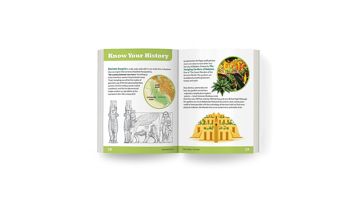 The Renal System Adventure: Engaging Kidney Workbook