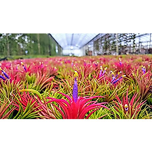 Small Air Plants - 3 Ionantha Fuego - 1 to 2 Inch Air Plant - Color & Form Varies by Season - 30 Day Guarantee on Tillandsia from The Drunken Gnome (3, One Size 1-2")
