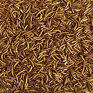 Kaytee Wild Bird Food Mealworms For Bluebirds, Wrens, Robins, Chickadees, Woodpeckers, Cardinals & Chickens, 3.5 Ounce