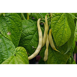 Golden Wax Bush Bean Plant Seeds, 50 Heirloom Seeds Per Packet, Non GMO Seeds, (Isla's Garden Seeds), Botanical Name: Phaseolus vulgaris, 85% Germination Rates