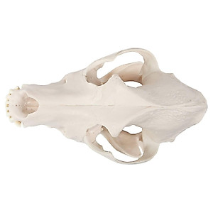Medical Anatomical Canine (Dog) Skull Model, Life Size