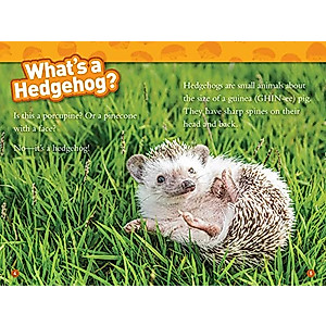 Hedgehogs (National Geographic Kids Readers, Level 1)