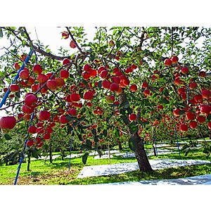 Fuji Apple Tree - Grow Fresh Fruit - Live Plant Shipped 3 Feet Tall by DAS Farms