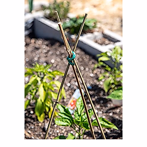 Twigs GA - SUPER Sof-T-Tie. (Single Pack) Soft, Foam Covered Wire for Plant Support. Great Tomato Ties , Grape Ties. Any Fast Growing, Fragile Plant in the Garden Ties.