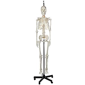 Axis Scientific Classic Human Skeleton with Study, Numbering Guide, and Hanging Stand