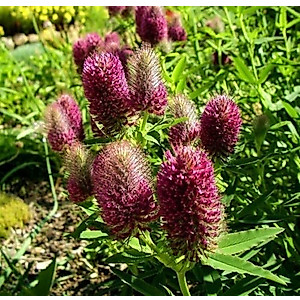 CHUXAY GARDEN 20 Seeds Trifolium Rubens'Red Feather' Seed,Ruddy Clover Ornamental Herb Plant Attract Butterflies and Bees Showy Display