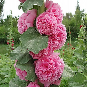 Generic 100pcs Vibrant Mixed Hollyhock Seeds - Hardy Biennial with Double Flowers, Perfect for Wildflower & All Garden Types