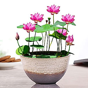 Mixed Bonsai Lotus Seeds Mixed Color Water Lily Flower Plant Fresh Garden Seeds,Finest Viable Aquatic Water Features Seeds (30 Pcs)