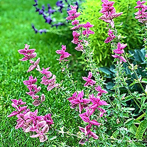 Outsidepride Salvia Horminum Pink Sunday Clary Garden Cut Flowers Great for Dried Arrangements, Vases, Bouquets - 1000 Seeds