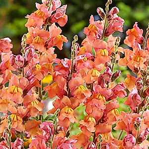Outsidepride Antirrhinum Majus Snapdragon Orange Wonder Garden Cut Flower - 5000 Seeds