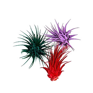 ragnaroc Air Plants - Dyed Tillandsia Ionantha, Regular 2-3" - 1ct - Live Arrival Guaranteed - House Plants for Home Decor & Gift, Jule Red